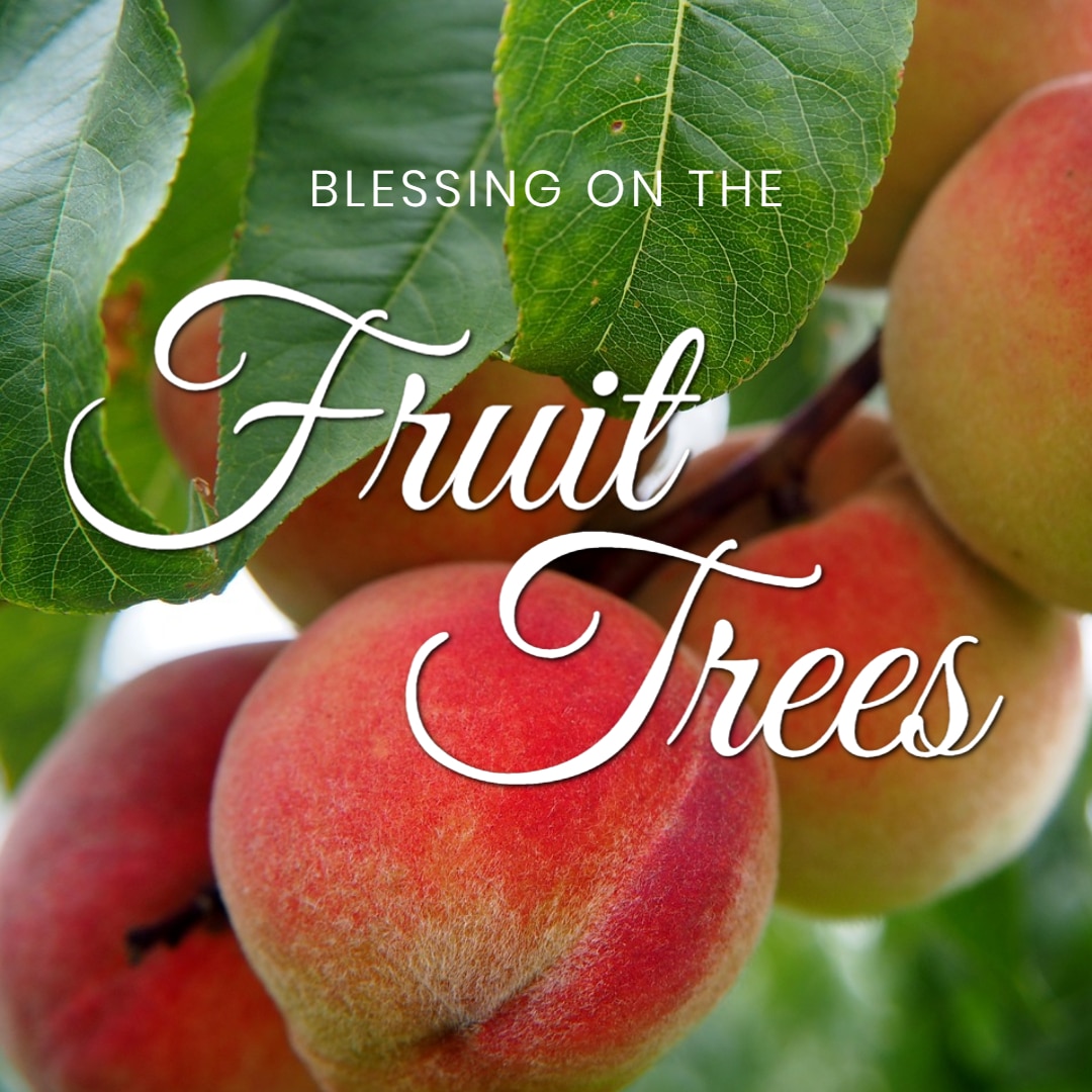 Birkas Hailanos: Blessing on Fruit Trees. Please fill out the form. We ...